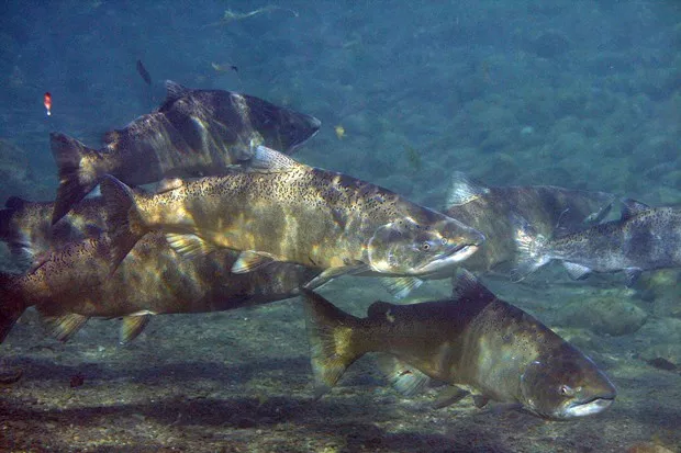 Report Reveals Dire Runs of Returning Salmon