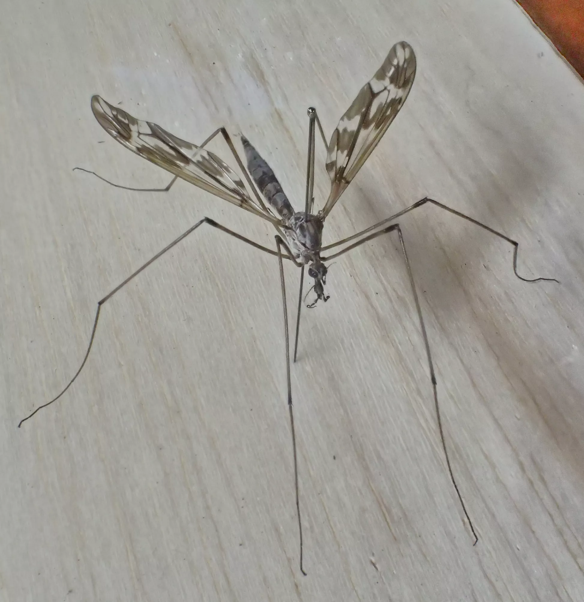 HumBug: A Dead Crane Fly and a Strange Nursery