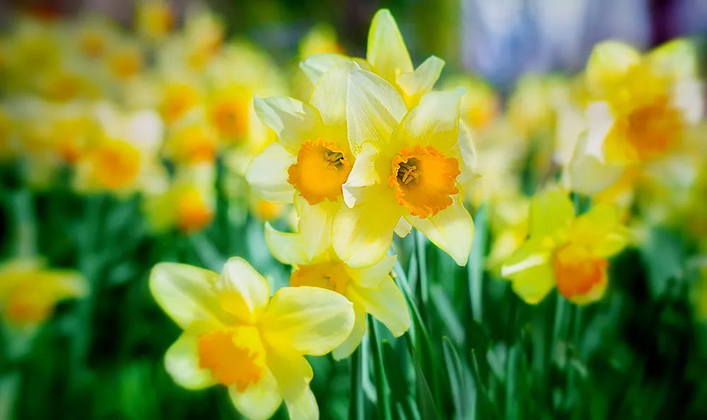 44th Annual Daffodil Show