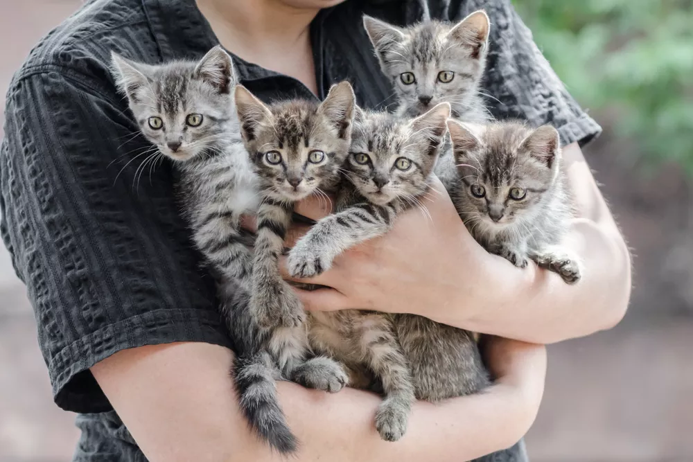 COVID-19 Could Yield a Kitten Boom or Bust