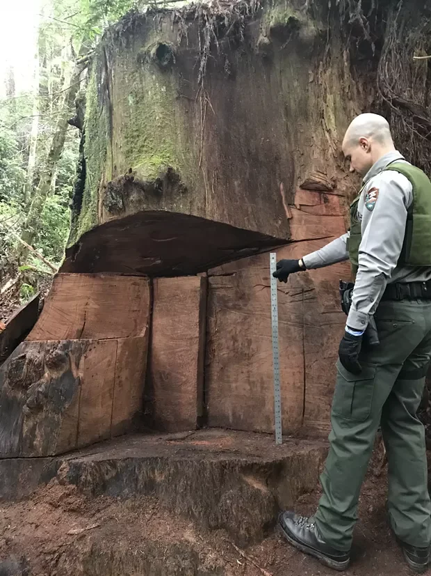 Redwood Burl Poacher Sentenced to Community Service, Probation, Banned ...