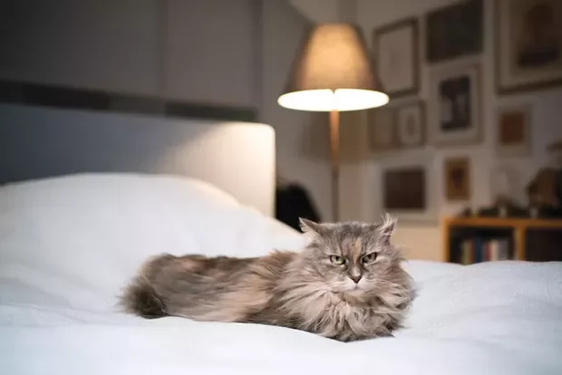 The Cat Speaks Out Against Cancel Culture