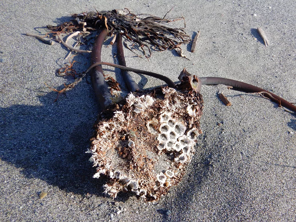 Sea Palm Crime