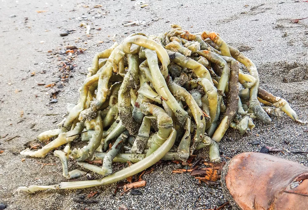 The Parchment Worm Turns