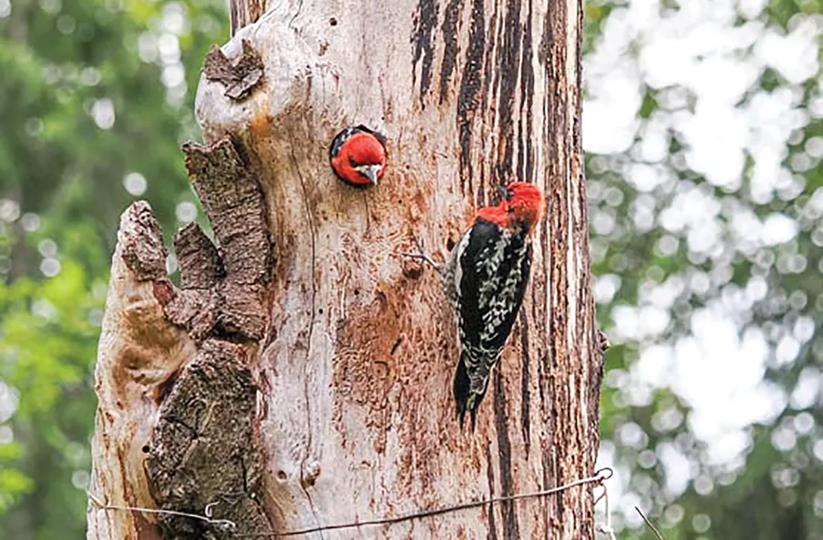 The Beating Heart of a Dead Tree