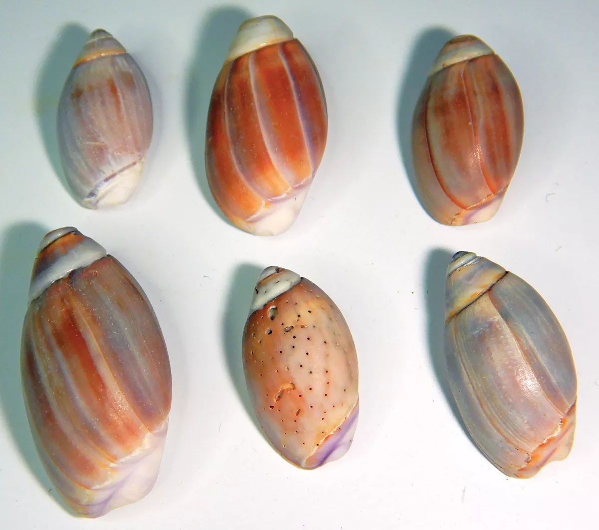 Olive Snail Fail