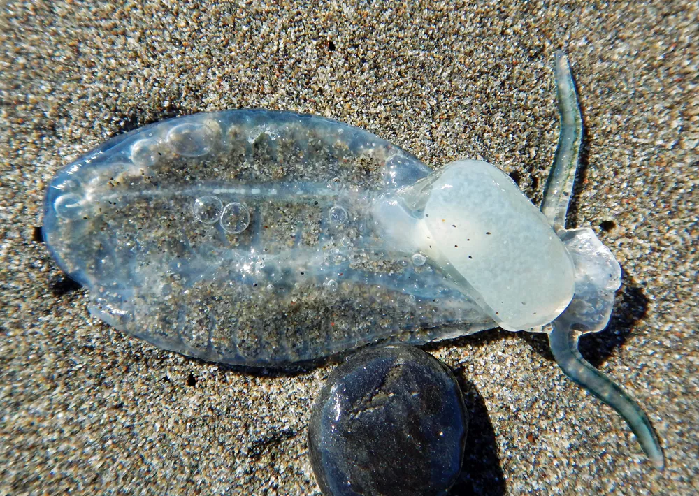 Salp Cycle