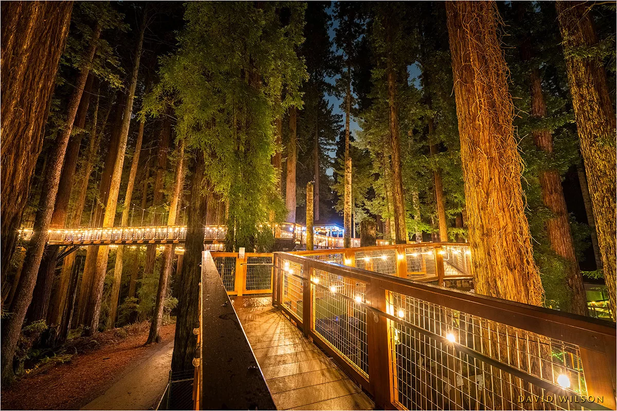 Redwood Sky Walk at Night