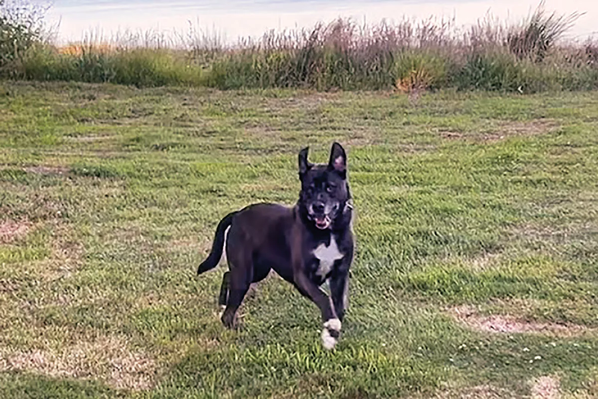 Walk the Dog (Without Drama)