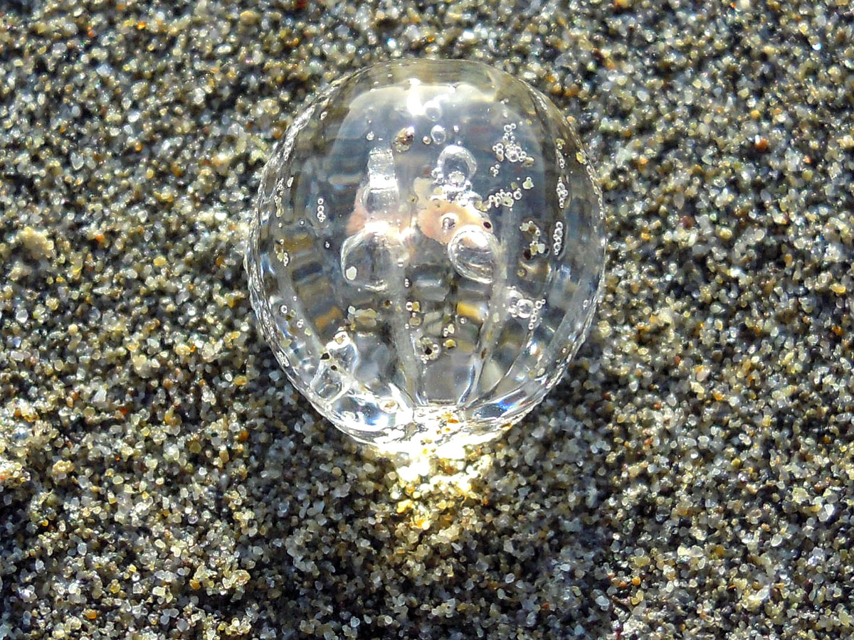 Magical Comb Jellies - North Coast Journal